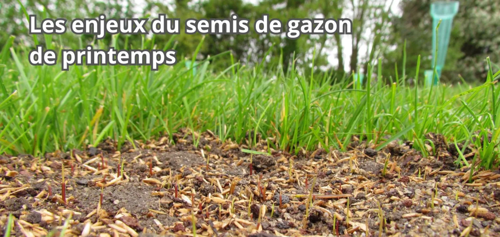 Les étapes clés pour réussir son semis de gazon de printemps | COMPO EXPERT