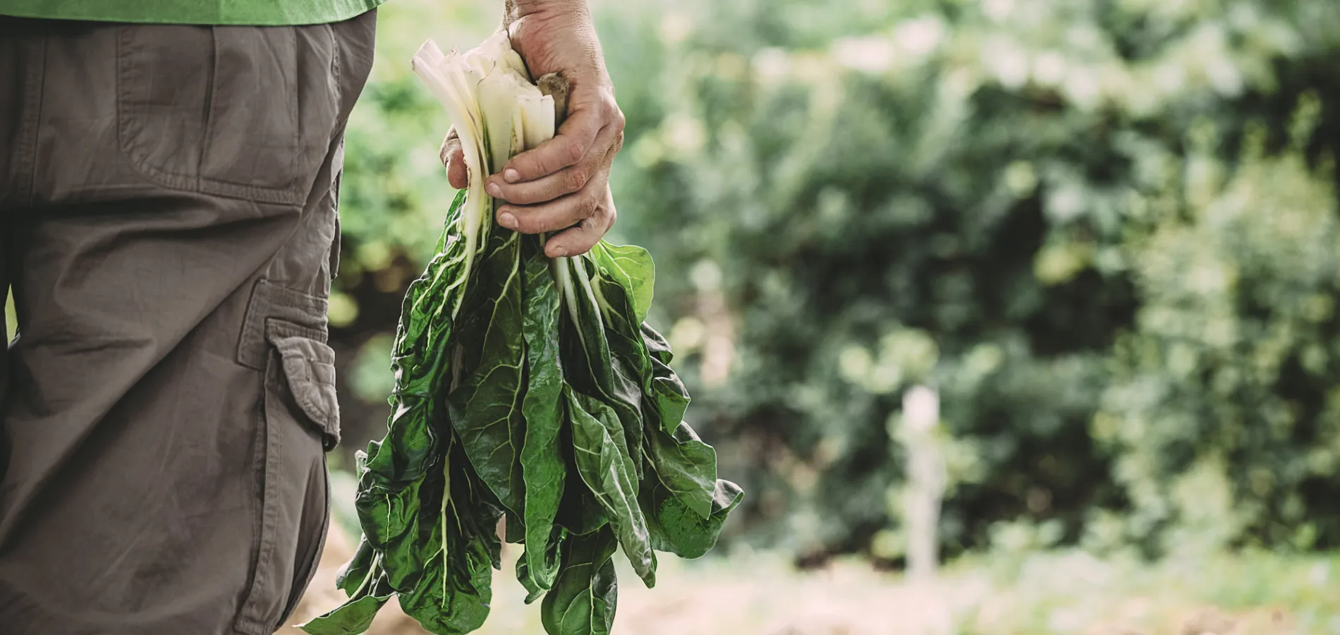 EXPERTS FOR GROWTH | COMPO EXPERT